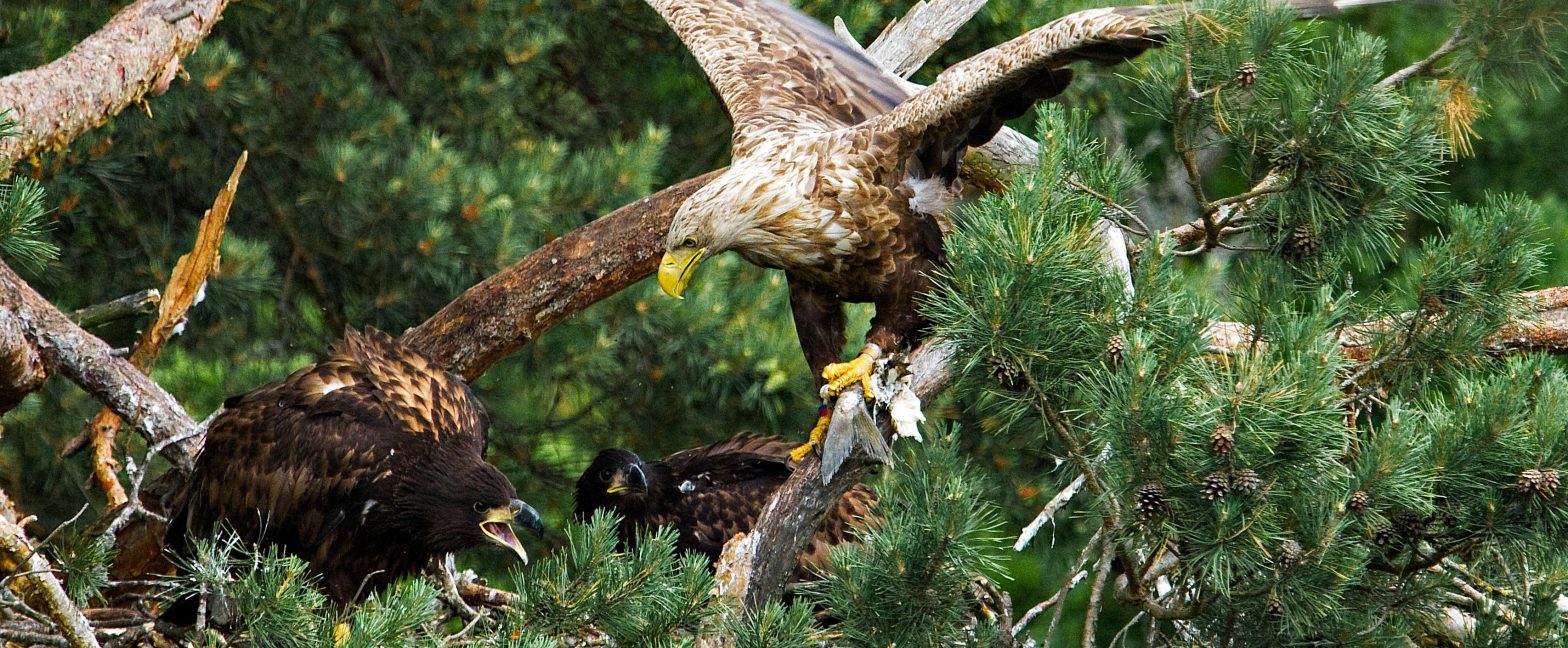"The Forest Is in Our DNA": Lithuania's Ancient Woods – Deep Baltic