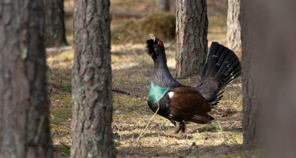 "The Forest Is in Our DNA": Lithuania's Ancient Woods – Deep Baltic