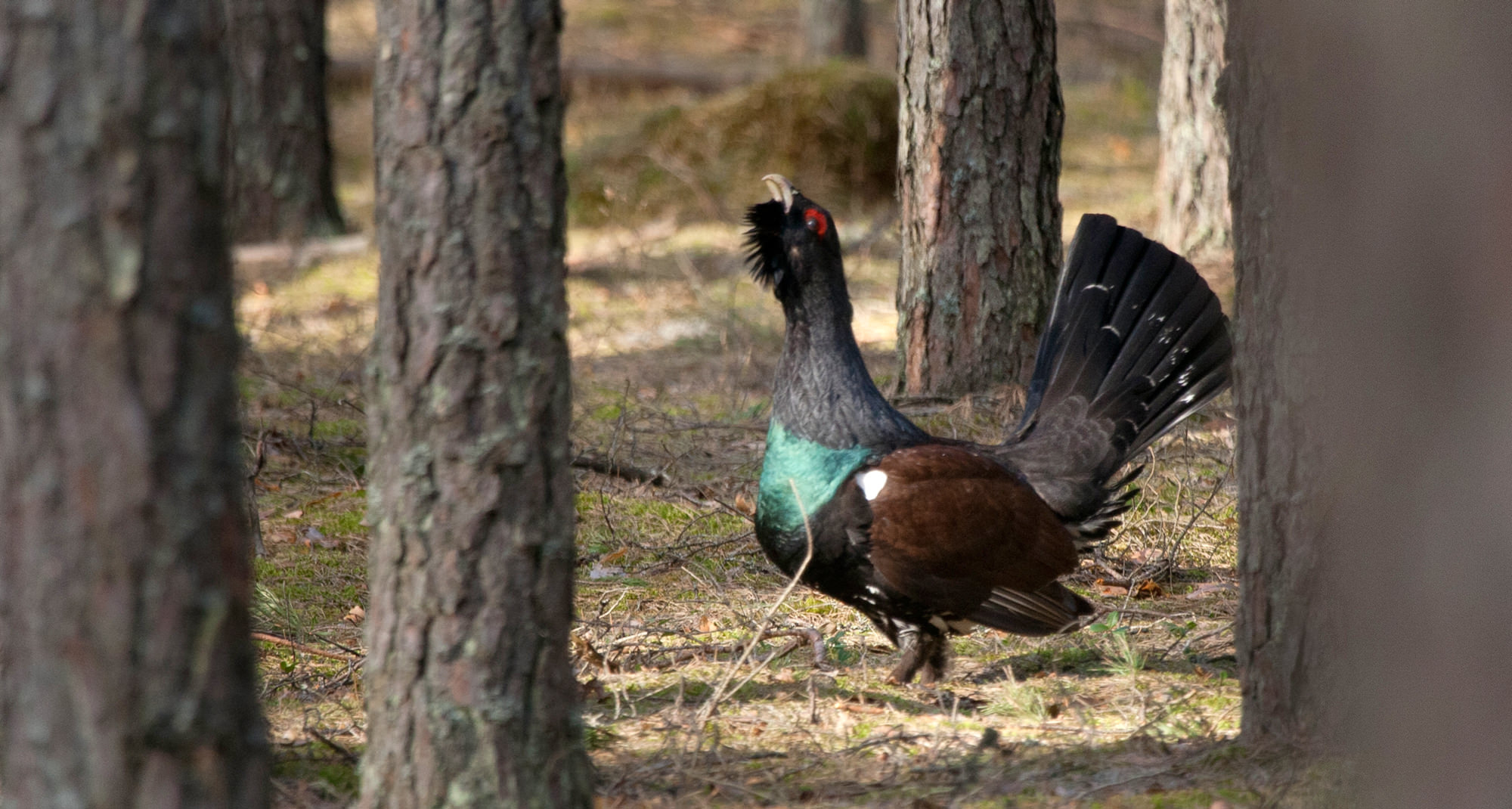 "The Forest Is in Our DNA": Lithuania's Ancient Woods – Deep Baltic
